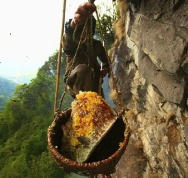 Collezionisti di miele in Himalaya
