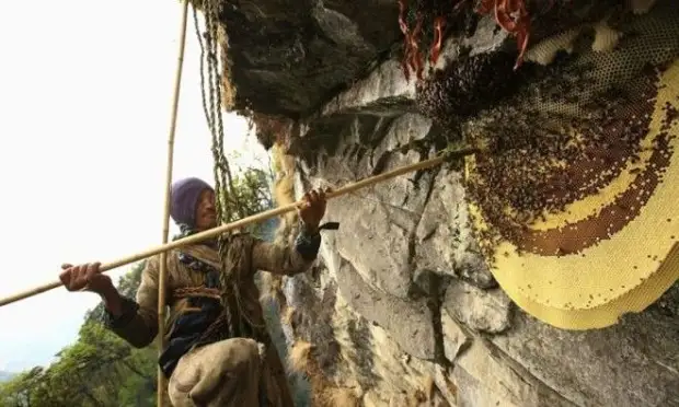 Gli uomini raccolgono il miele in montagna rischiando la vita