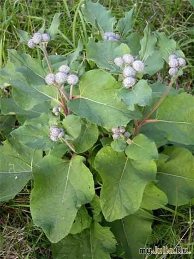 Burdock pickles