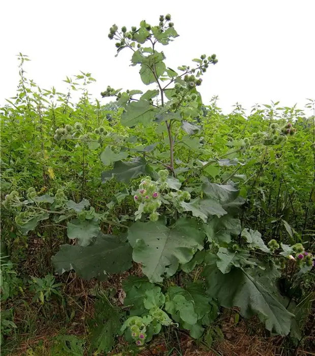 Burdock turşusu