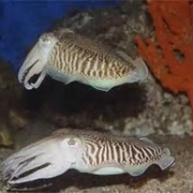 Spinaazje Cuttlefish - Gryksk Dish