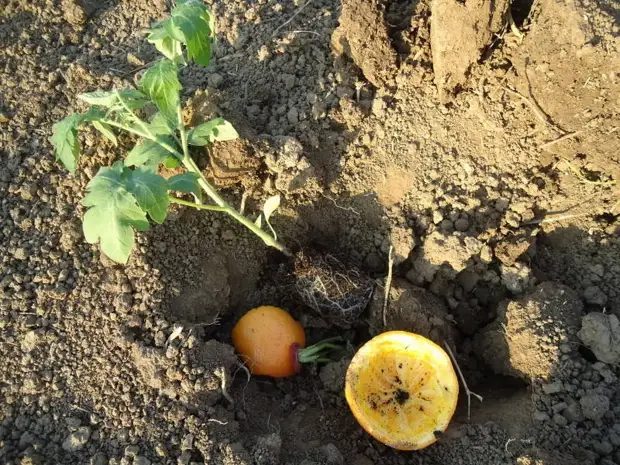 Orangenschale im Garten