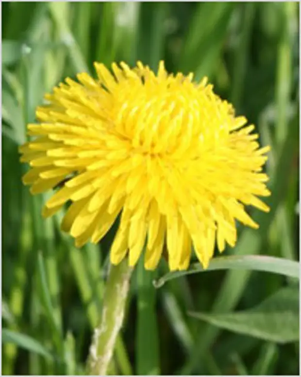 Ortie, pissenlit, bardane et autres vitamines nourries à l'herbe