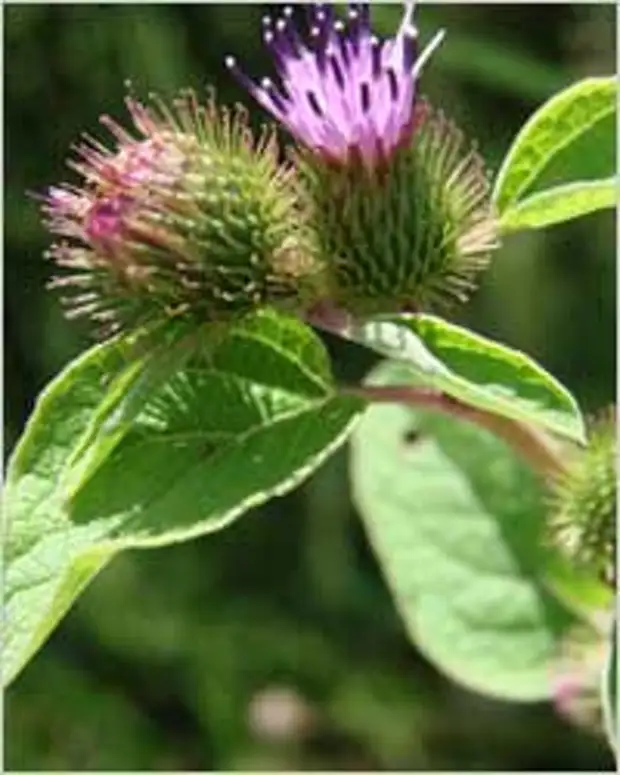 Danadl, dant y llew, burdock a fitaminau eraill sy'n cael eu bwydo gan laswellt