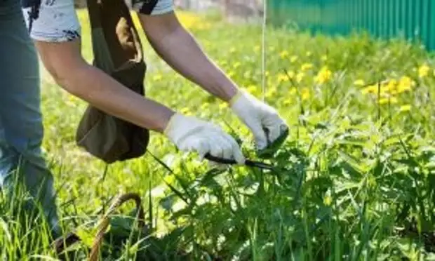 May nettle û bi wê re çi bikin