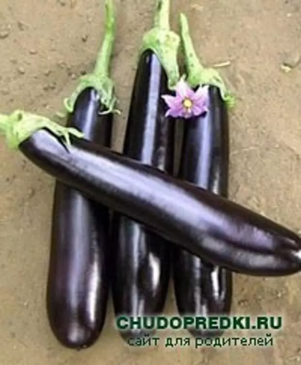 Eggplant minangka woh wohan beri sing unik.
