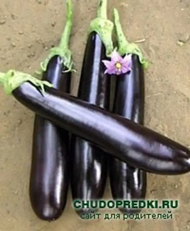 Nuttige eigenskippen fan aubergine
